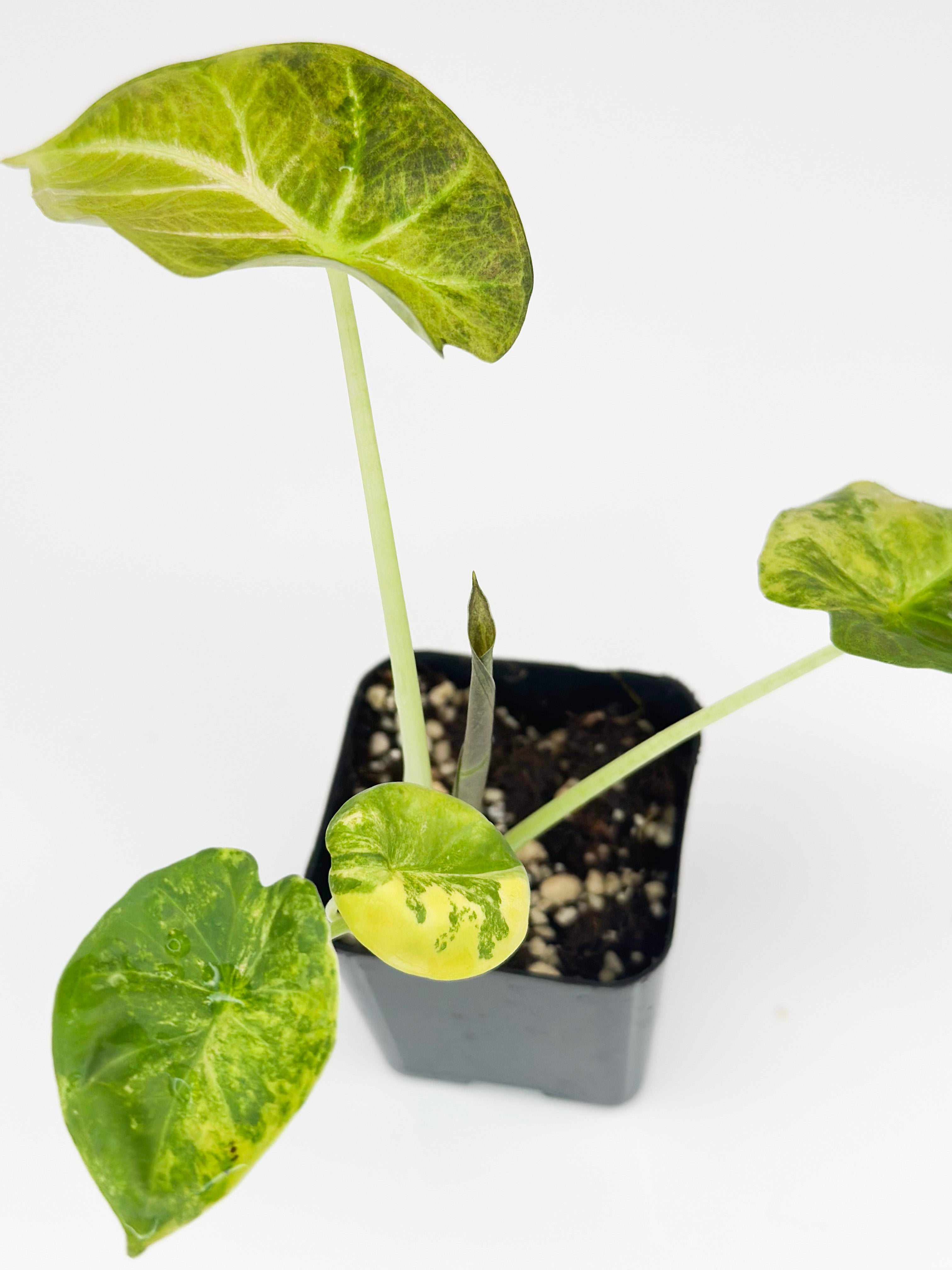 Alocasia Regal Shield Aurea Variegated Exact Plant#3 – WillowLeaf Plants
